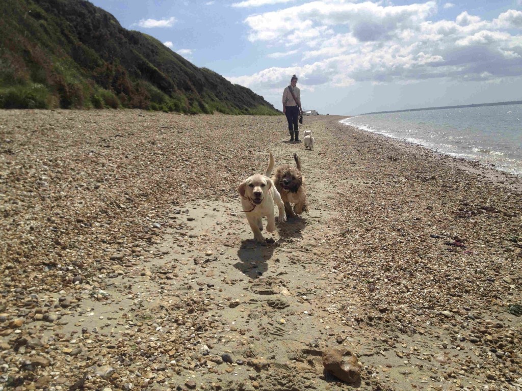 Muddy Paws Dog Walking Gallery Muddy Paws Dog Walking Gallery